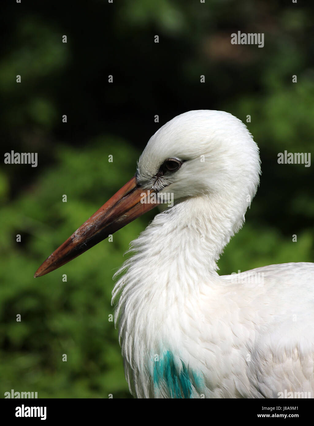 animal, bird, green, eye, organ, birds, feathers, beak, stork ...