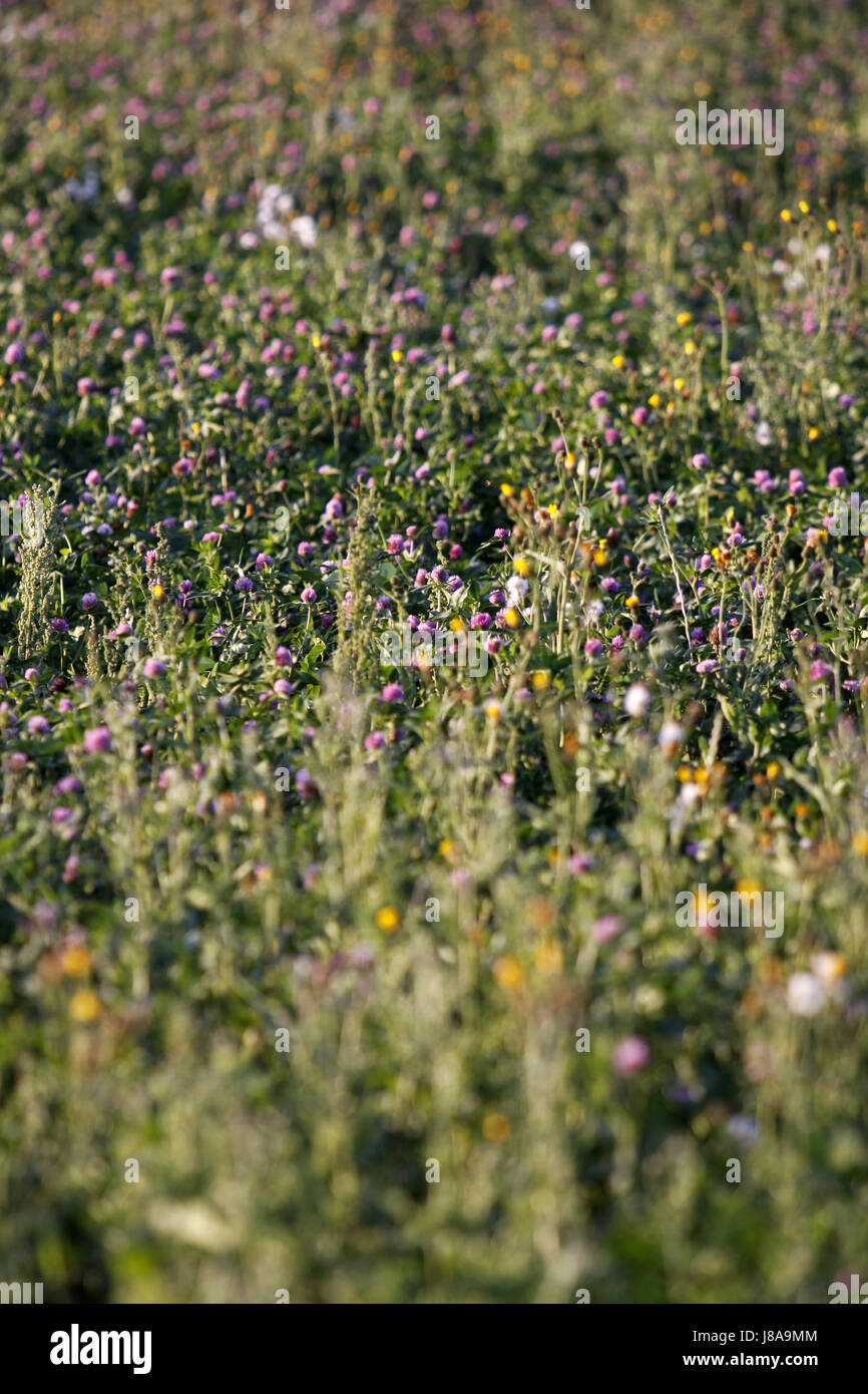 flower meadow, clover, fodder, meadow, willow, plant, agriculture ...