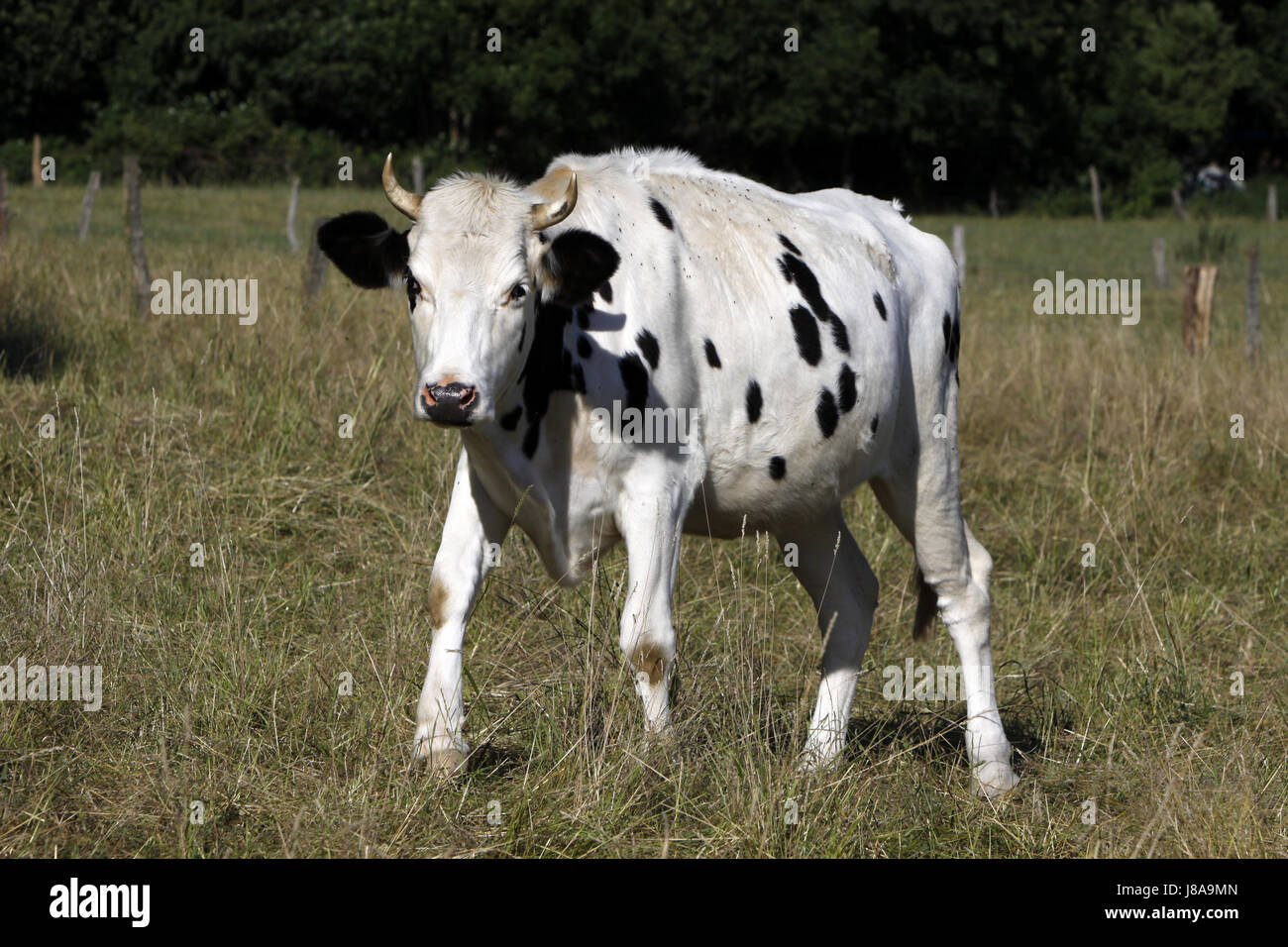 cow, cows, dairy cattle, dairy, sport, sports, run, running, runs ...