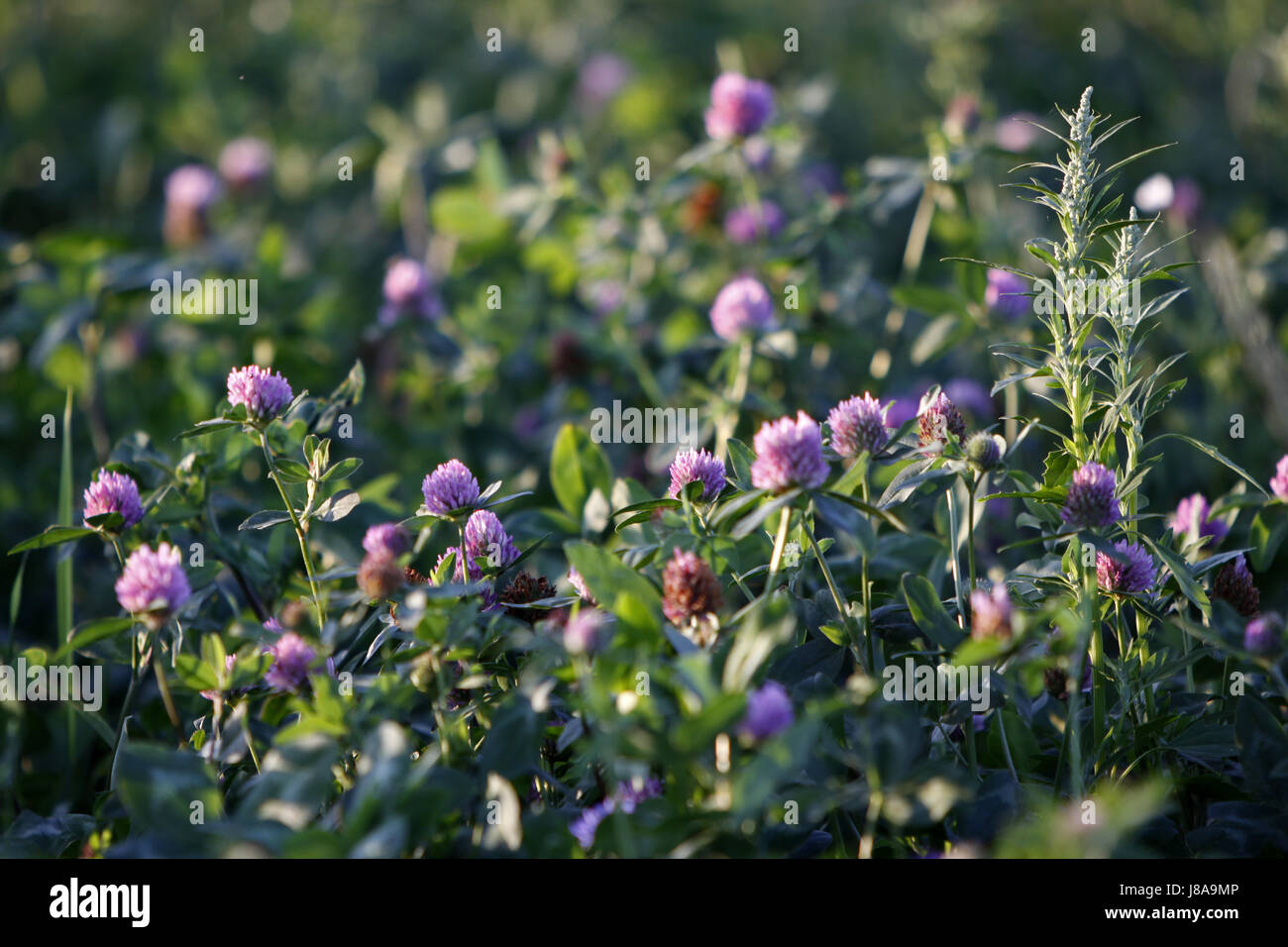 flower meadow, clover, fodder, meadow, willow, plant, agriculture ...