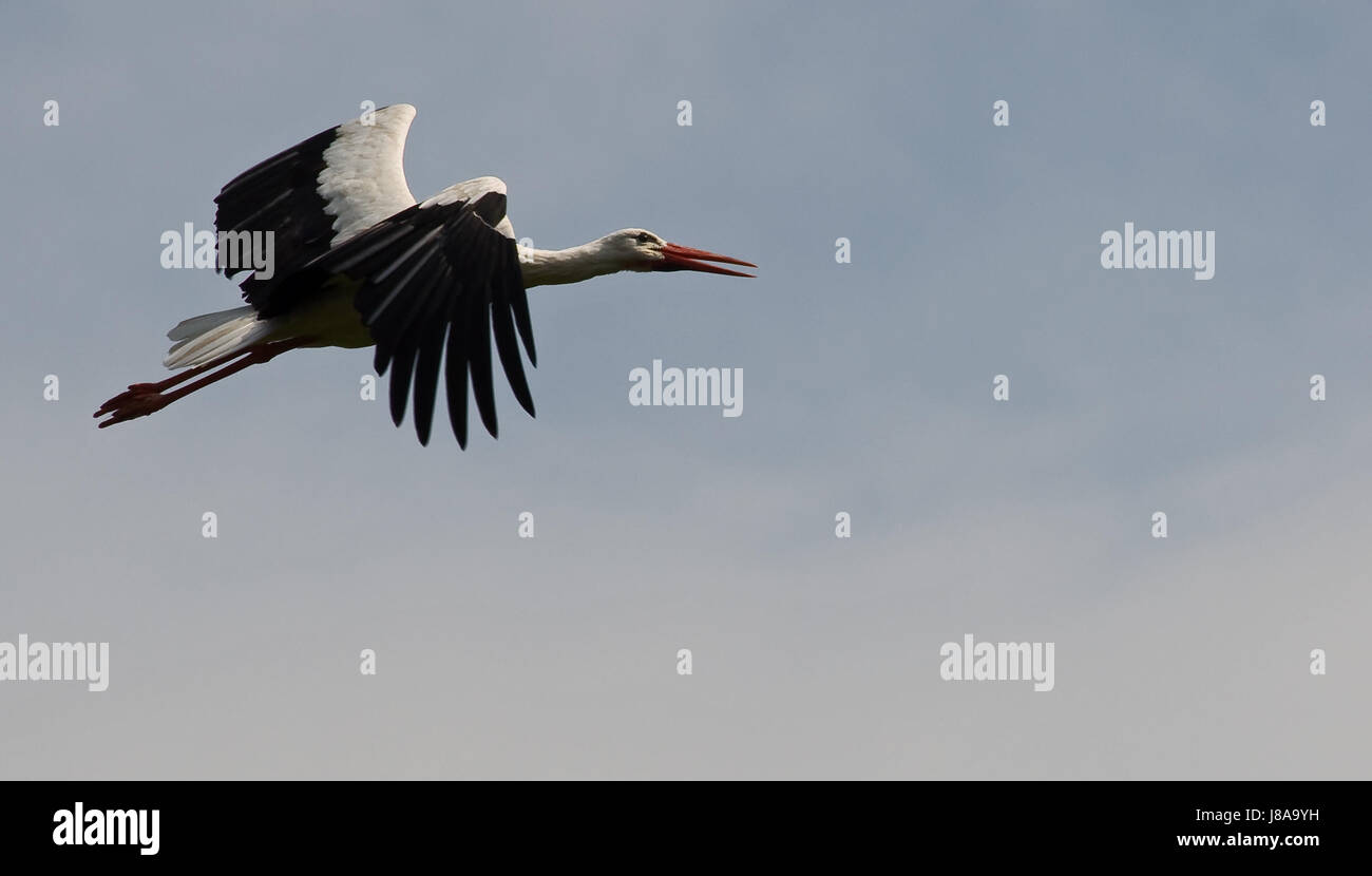 stork, fly, flies, flys, flying, birth, childbirth, parturition ...
