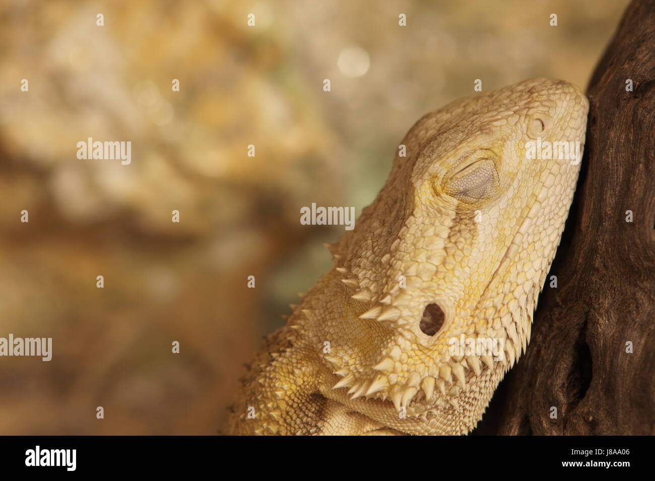 desert, wasteland, lizard, saurian, australia, reptiles, lizards ...