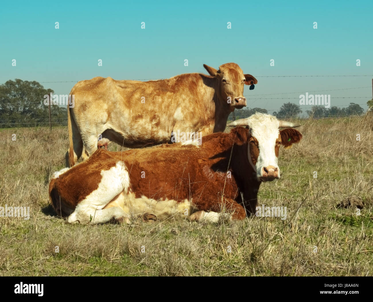 animal, brown, brownish, brunette, agriculture, farming, cattle, white ...