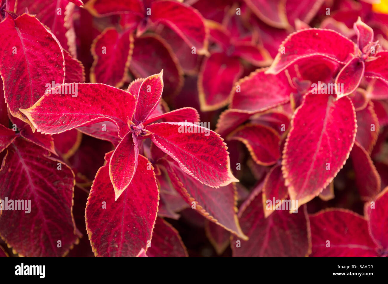 flower, flowers, plant, red, fall, autumn, leaf, closeup, garden ...