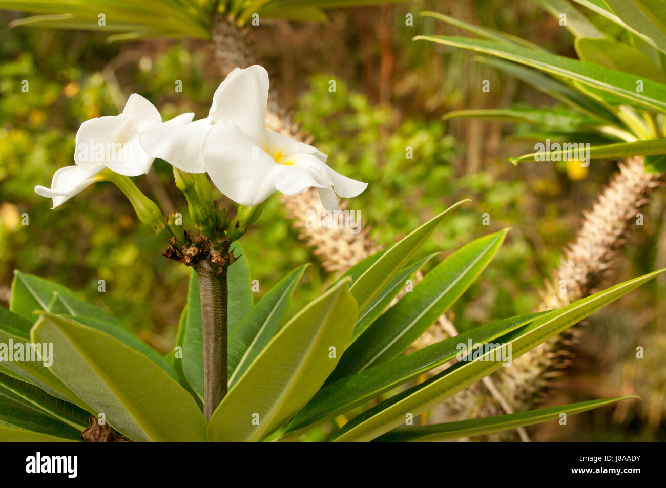 flower, plant, flowers, jungle, tropical, rainforest, rain forest, leaf ...