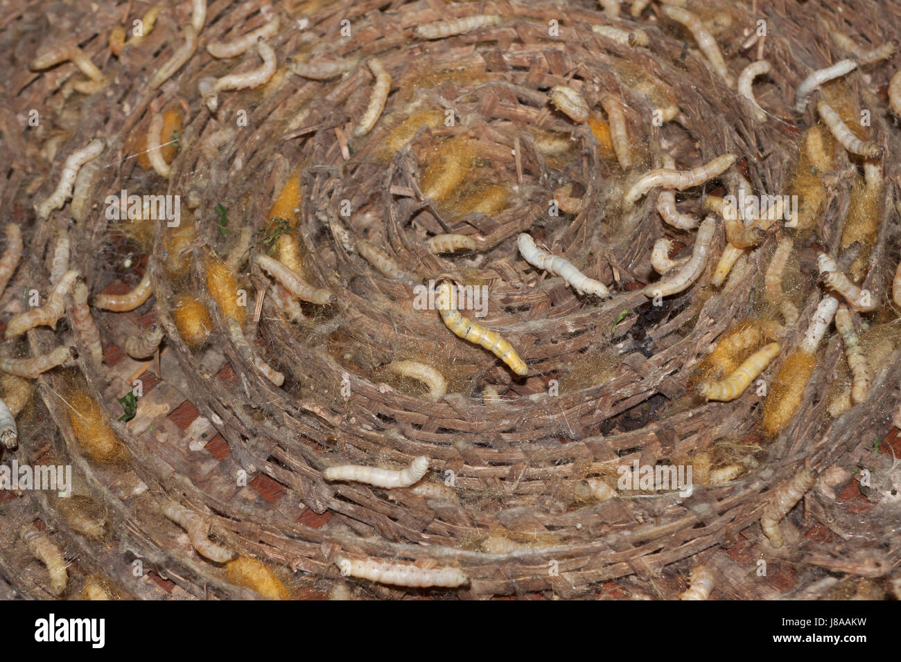 animal, insect, textile industry, caterpillar, silk, cocoon, pupated ...