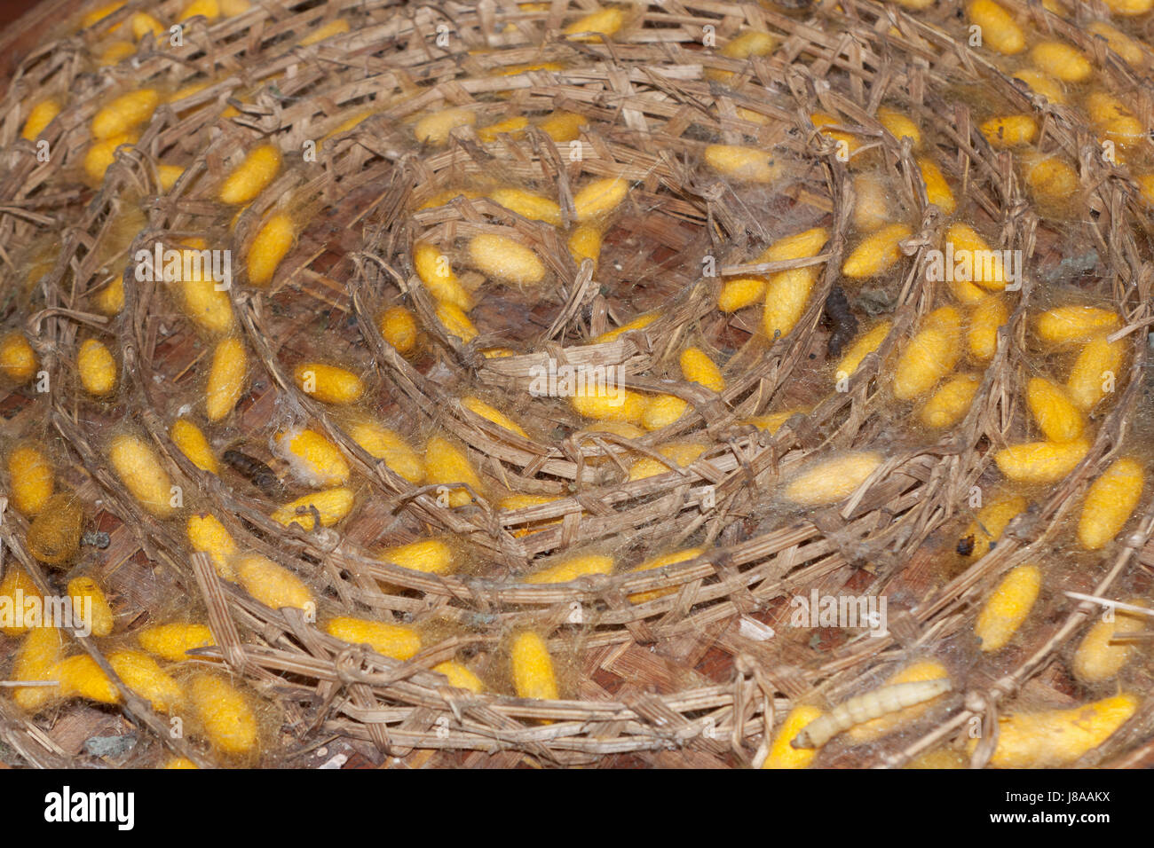 animal, insect, textile industry, caterpillar, silk, cocoon, pupated ...
