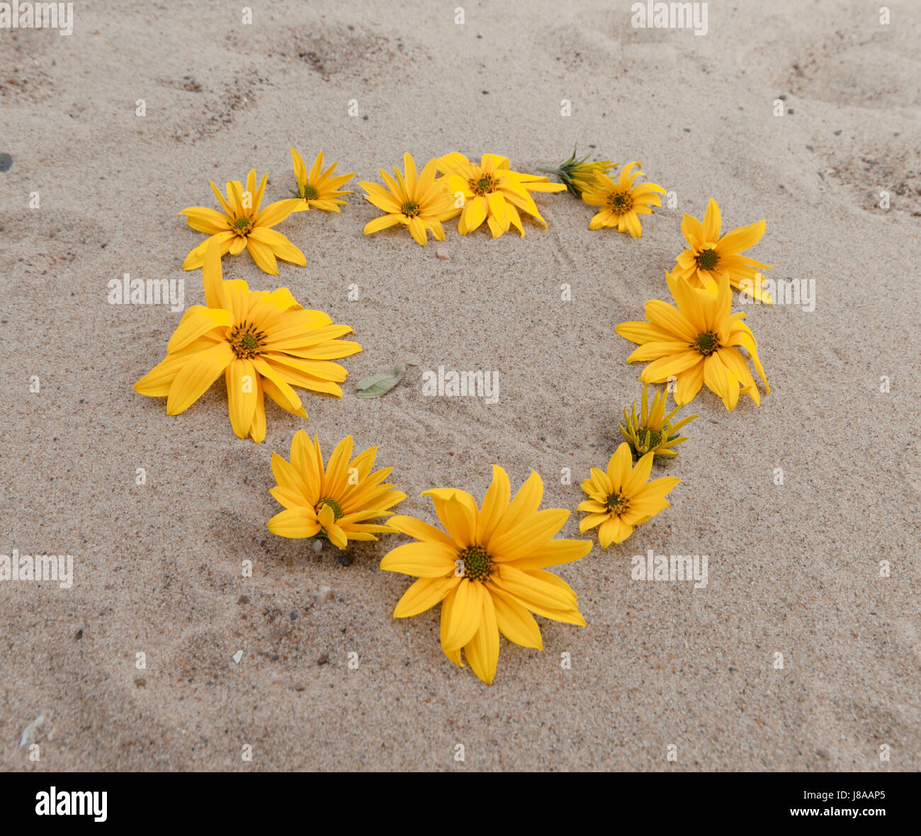 flower, plant, bloom, blossom, flourish, flourishing, beach, seaside ...