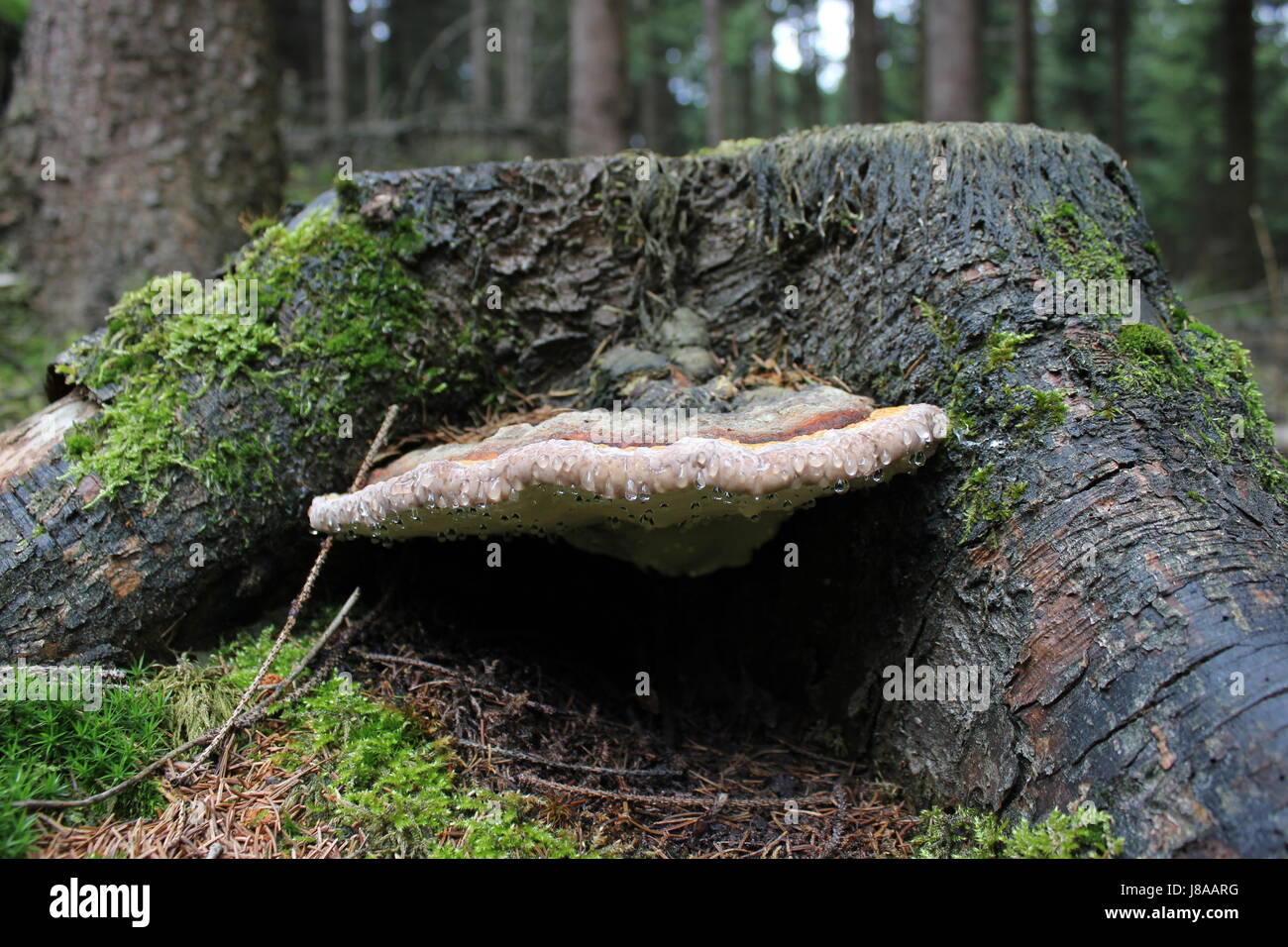 Fungus guttation hi-res stock photography and images - Alamy