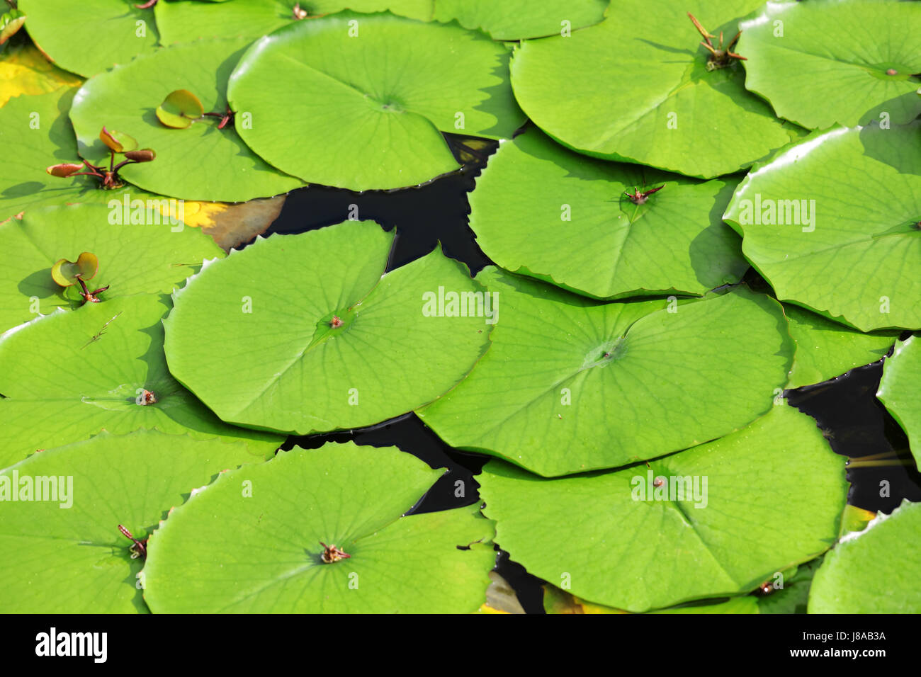 giant, leaves, surface, lotus, ornamental, floating, plants, round ...