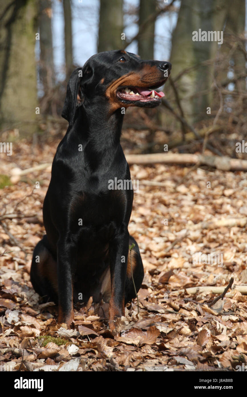 austrians, dog, pedigree dog, hound, animal, pet, dog, pedigree dog ...
