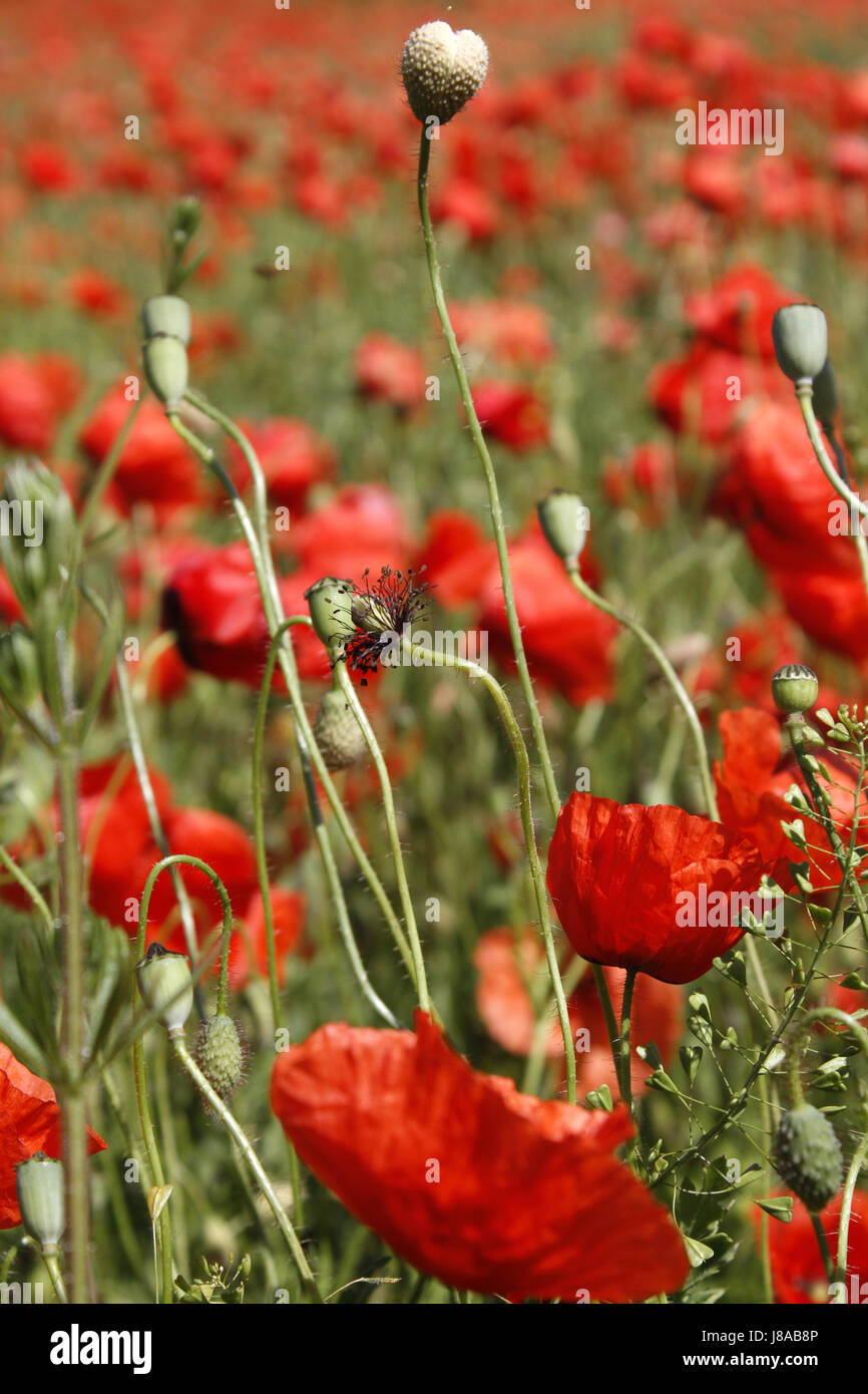 mohnkapseln in poppy field Stock Photo - Alamy