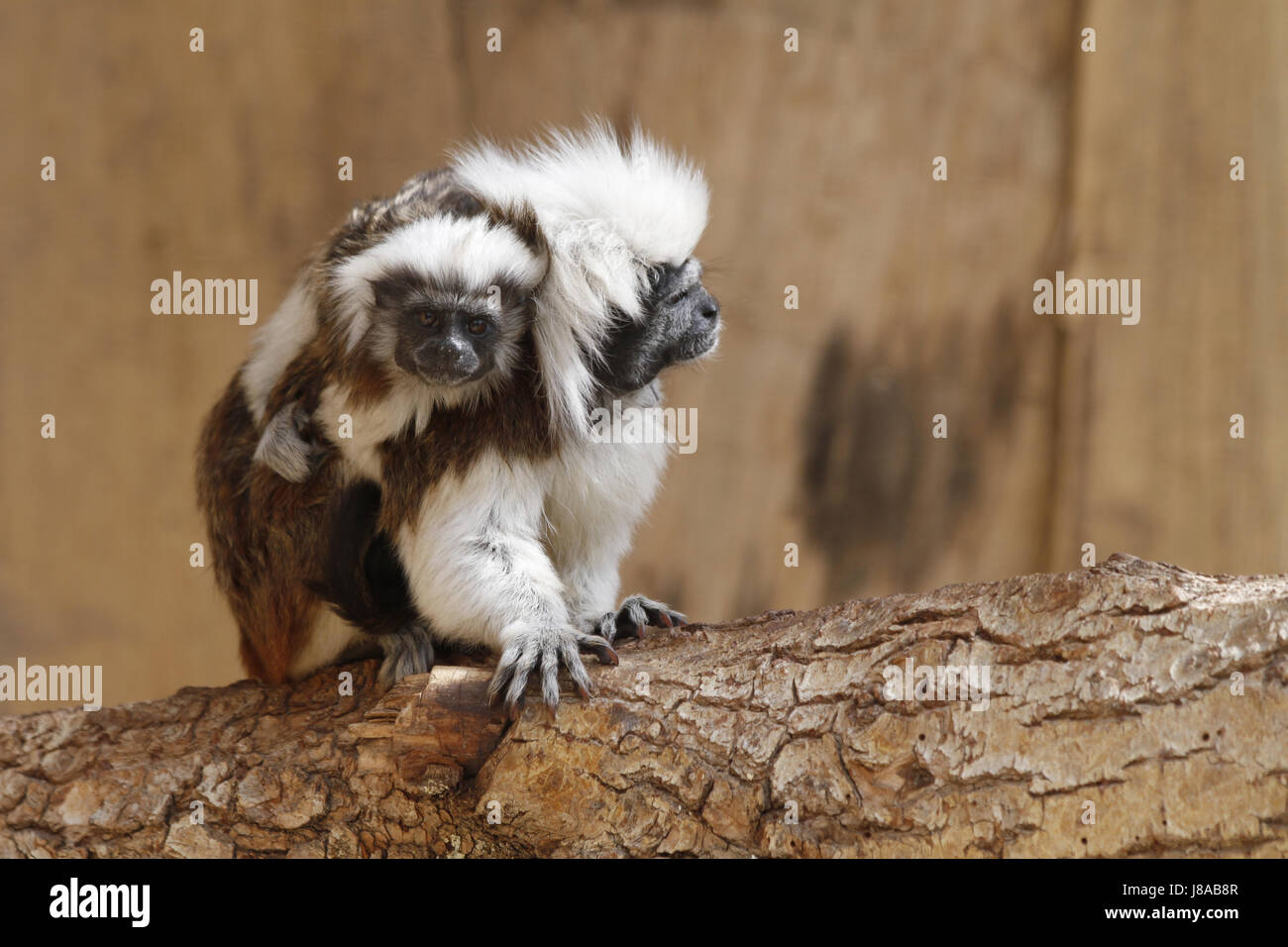 monkey, animal child, monkey, witty, blank, european, caucasian, small ...