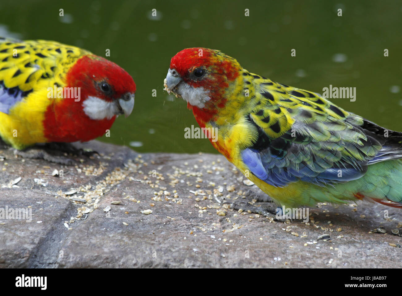 Eastern Rosellas High Resolution Stock Photography and Images - Alamy