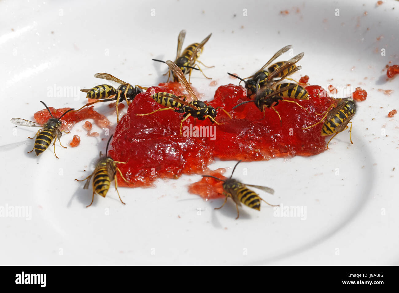 wasps eat jam Stock Photo - Alamy