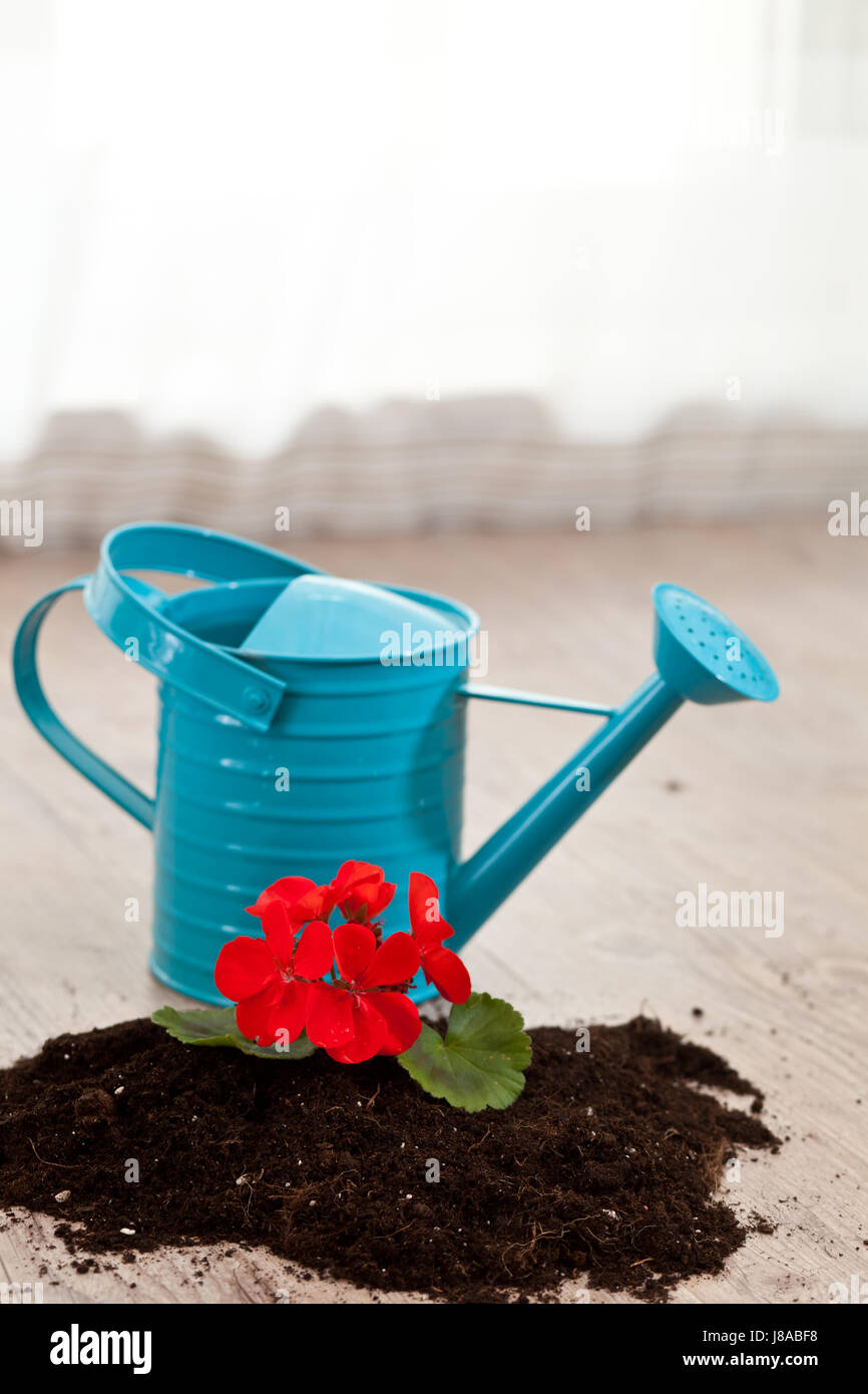 born, flower, plant, ground, soil, earth, humus, gardening, planting ...