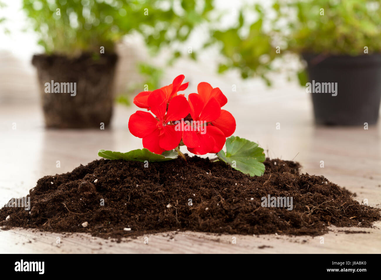 born, flower, plant, ground, soil, earth, humus, gardening, planting ...