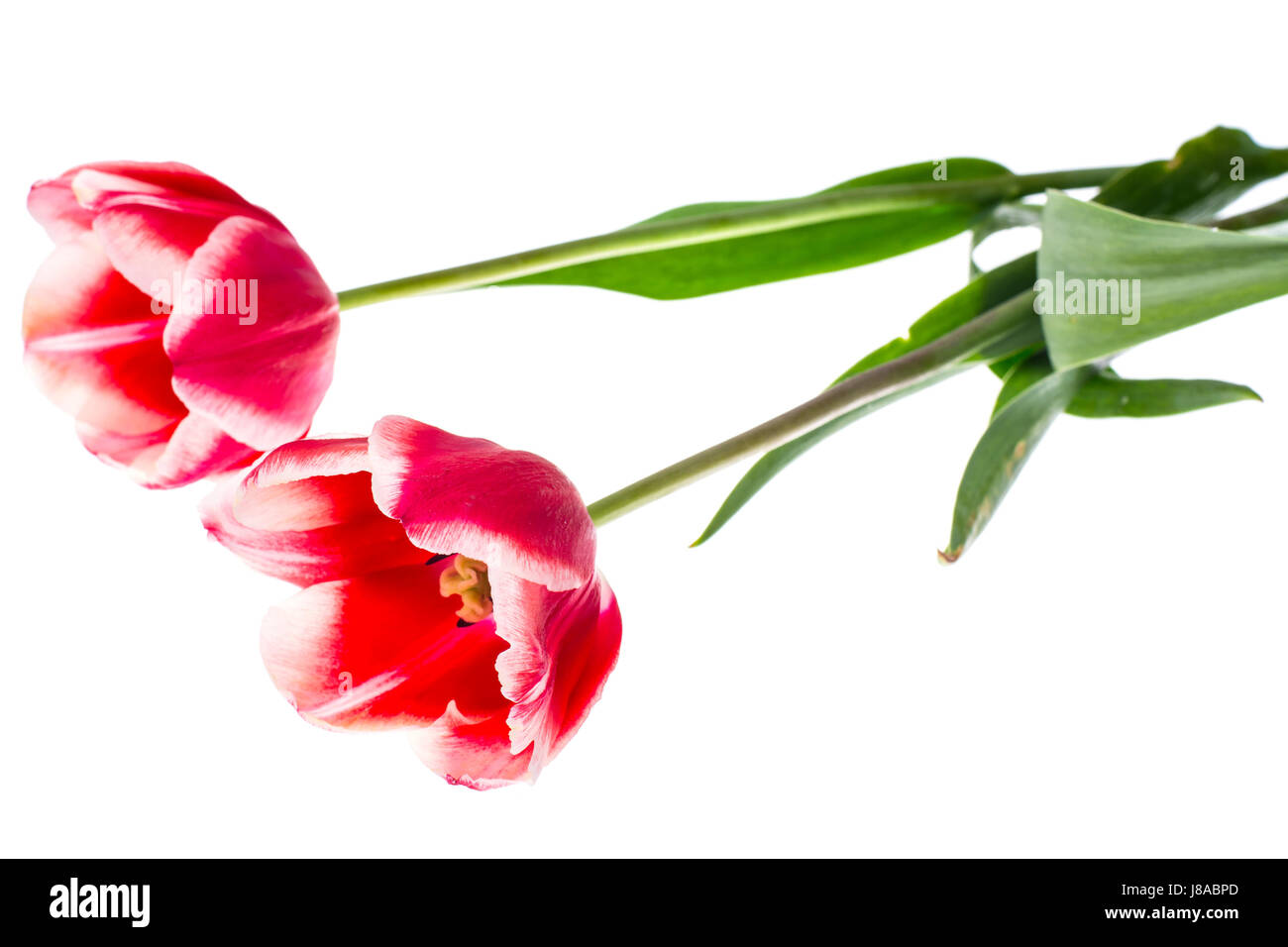 Border of tulips Cut Out Stock Images & Pictures - Alamy