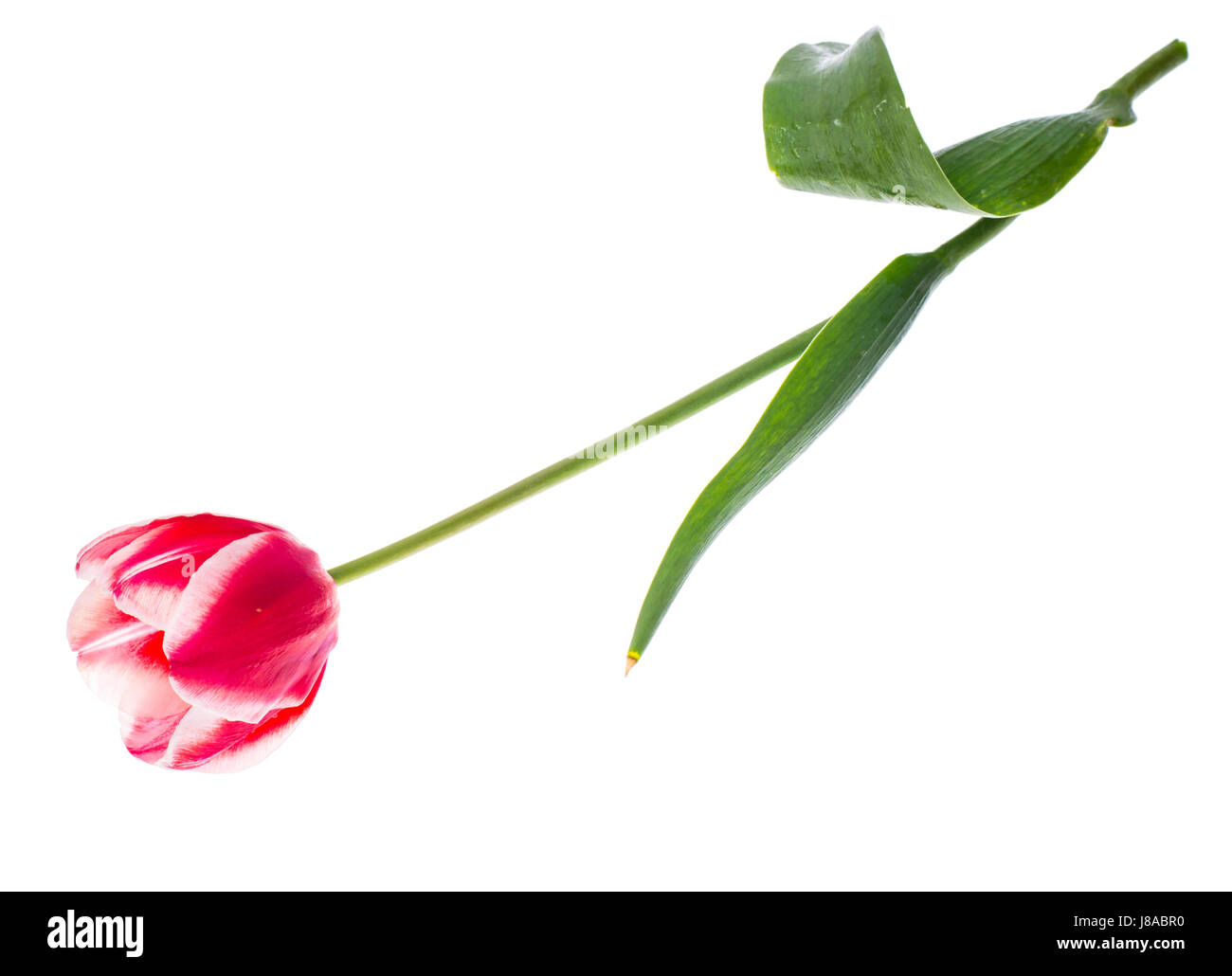 Border of tulips Cut Out Stock Images & Pictures - Alamy