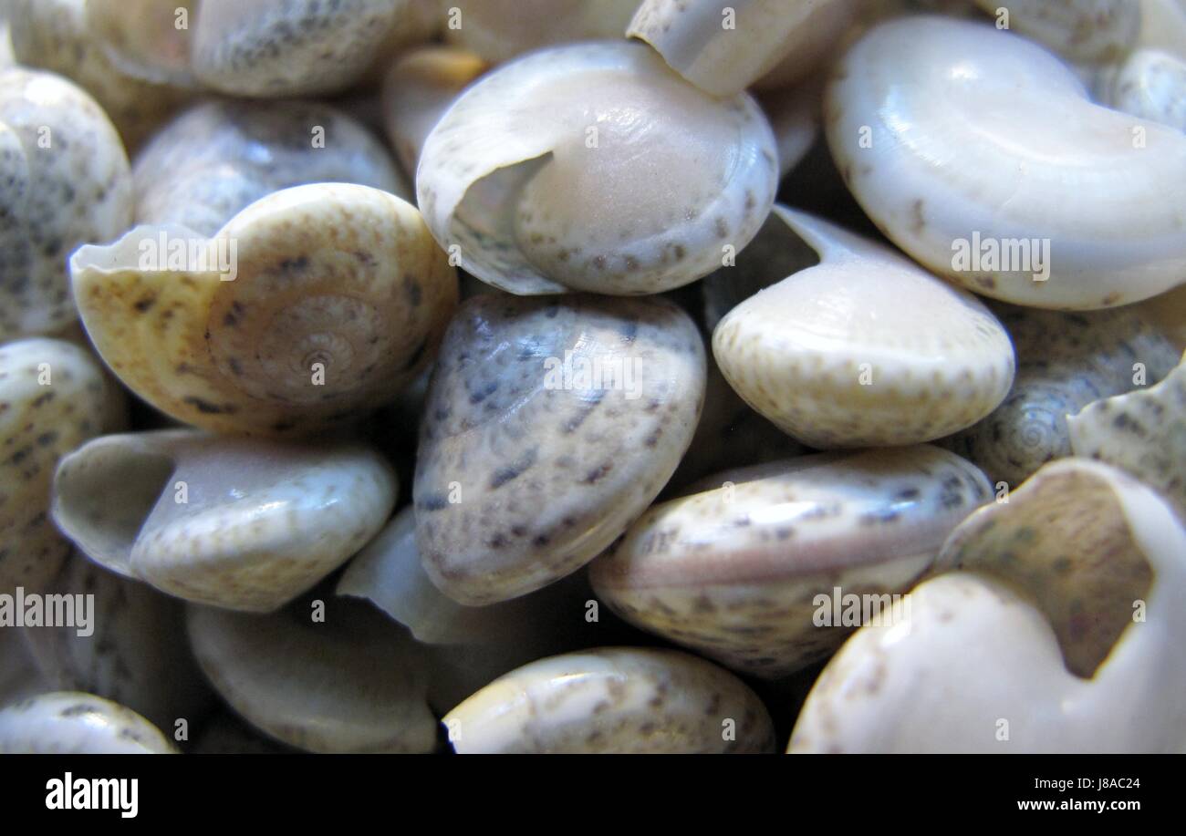 Disc shells hi-res stock photography and images - Alamy