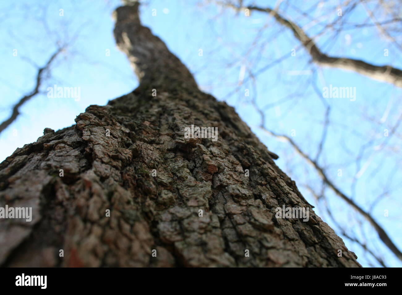 Winding tree hi-res stock photography and images - Alamy