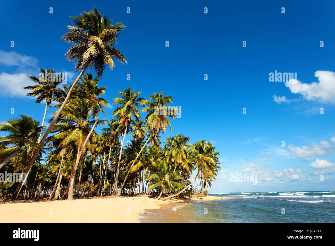tree, beach, seaside, the beach, seashore, tropical, island, palm, salt ...