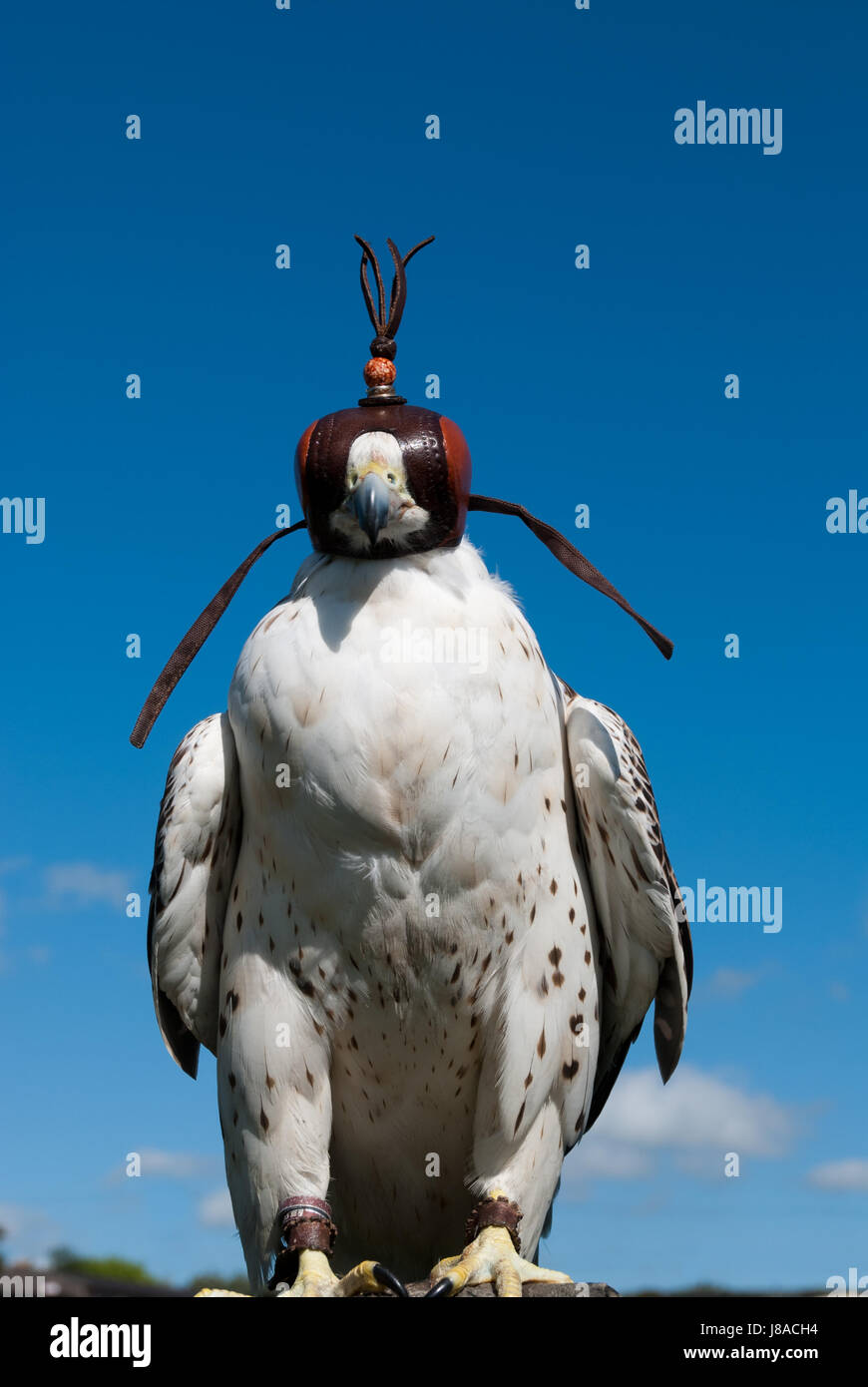 wildlife, cap, predator, hawk, wings, hunting, chase, cornwall, blue ...