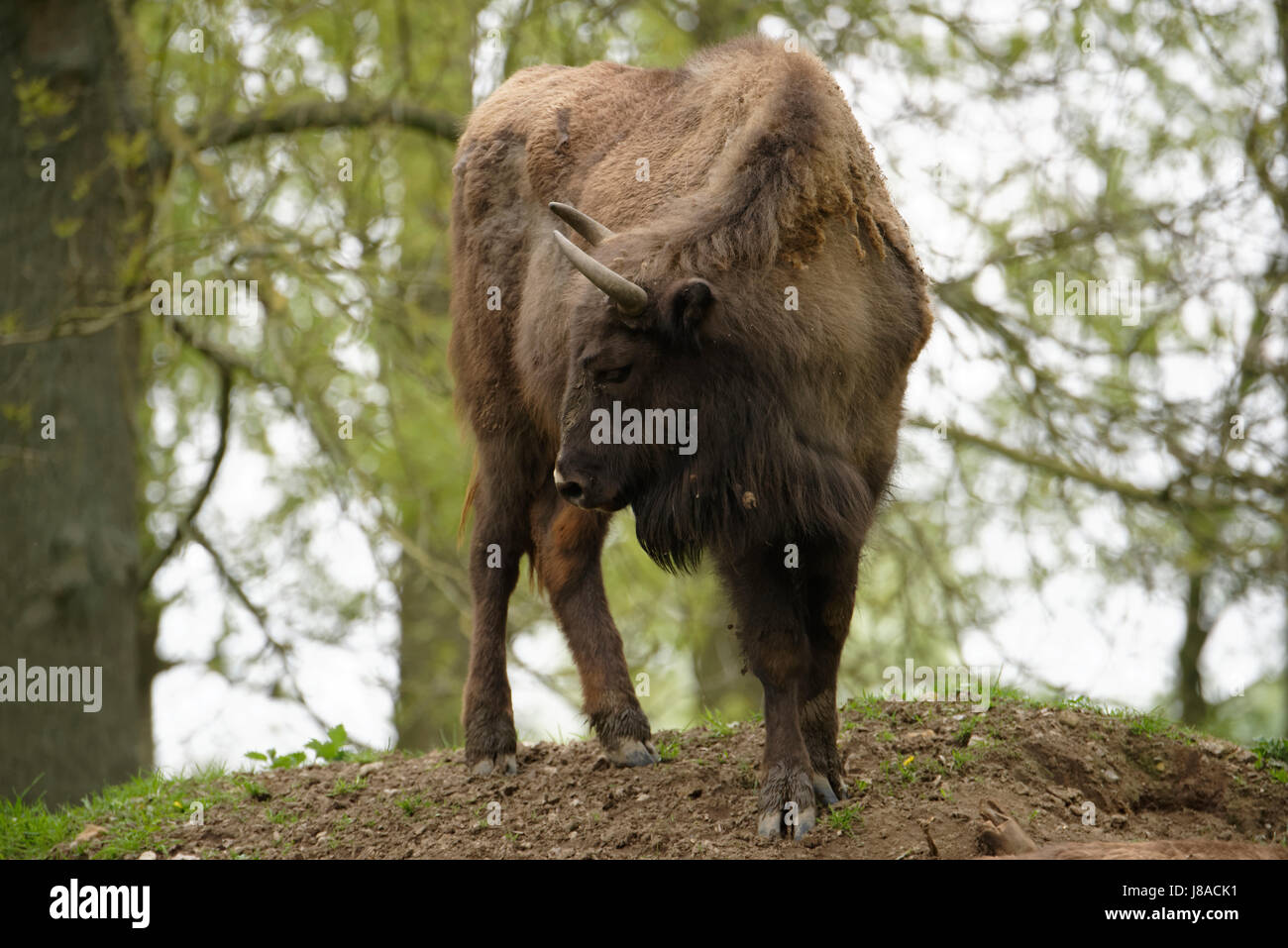 European Bison Wisent (Bison bonasus Stock Photo - Alamy