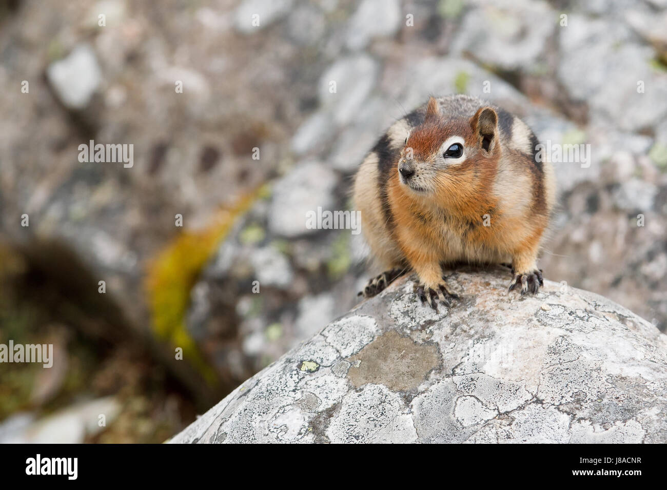 travel, park, animal, mammal, ground, soil, earth, humus, brown ...