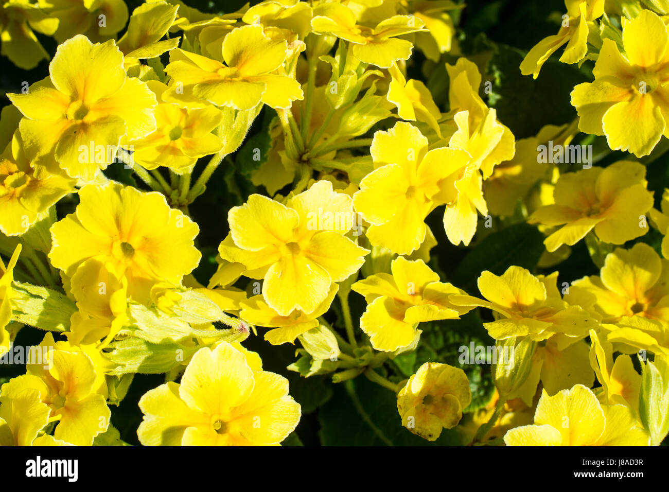 Background of yellow flowers primrose garden Stock Photo - Alamy