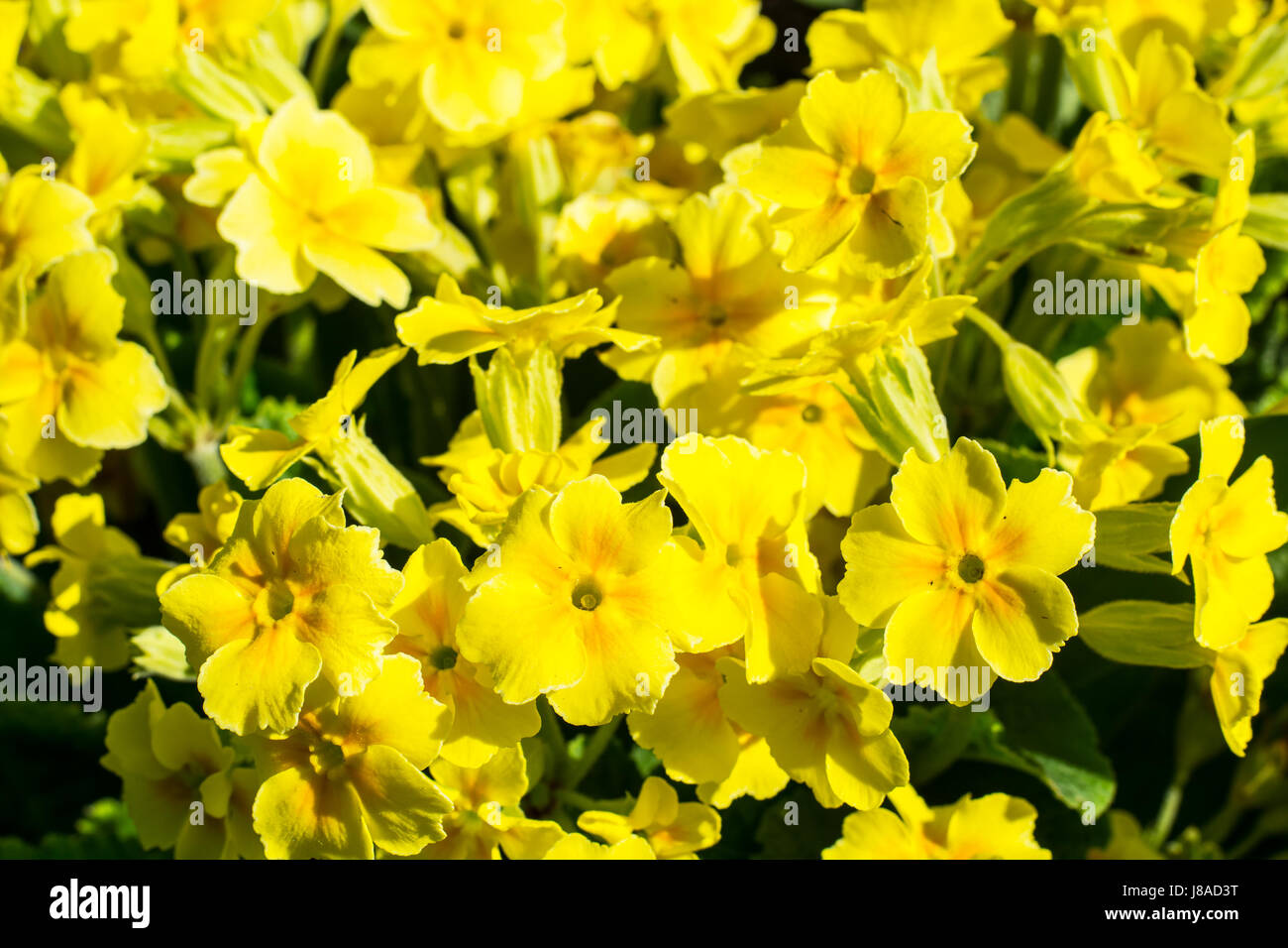 Background of yellow flowers primrose garden Stock Photo - Alamy