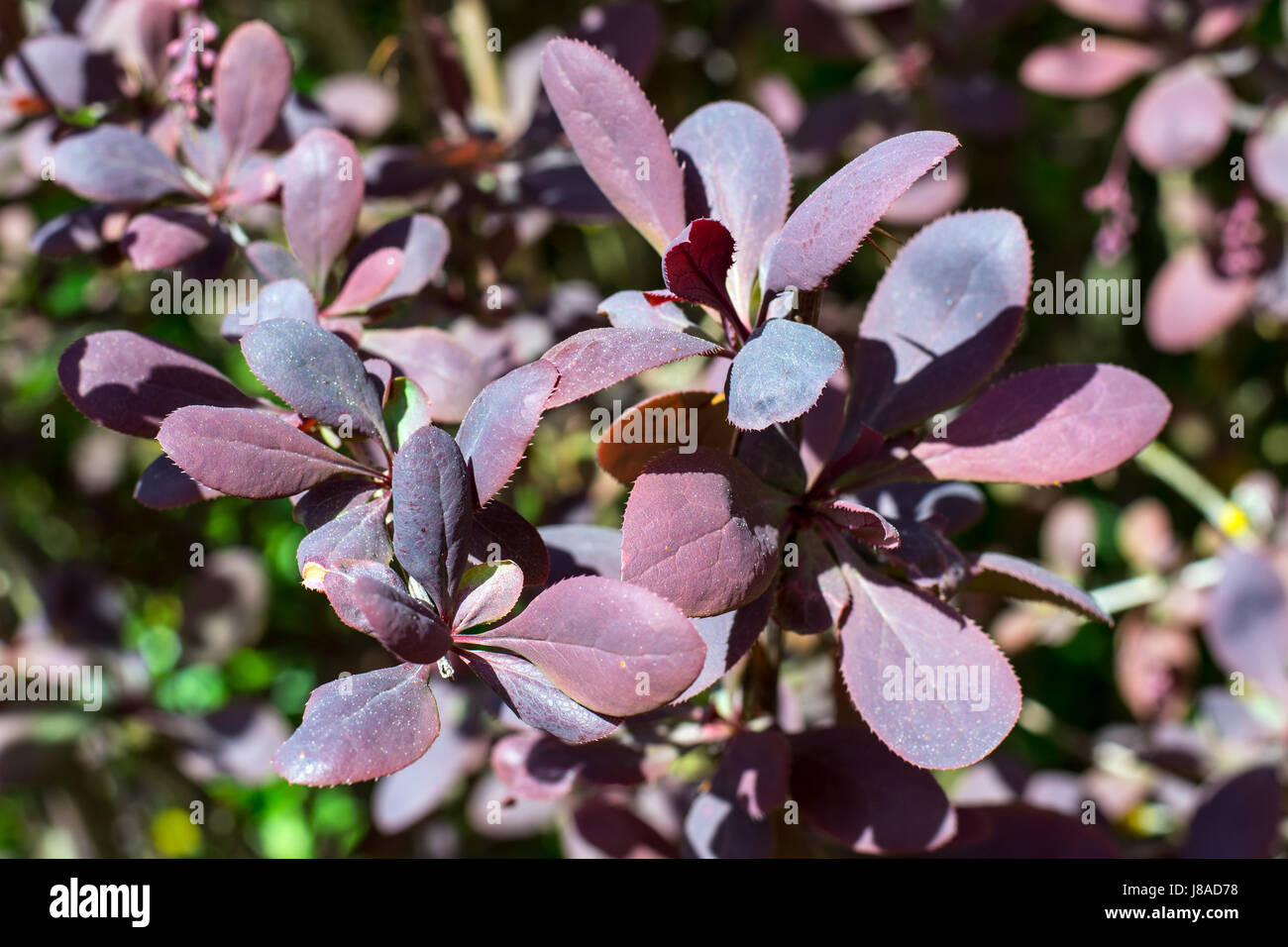 Garden evergreen shrub barberry with red leaves Stock Photo - Alamy