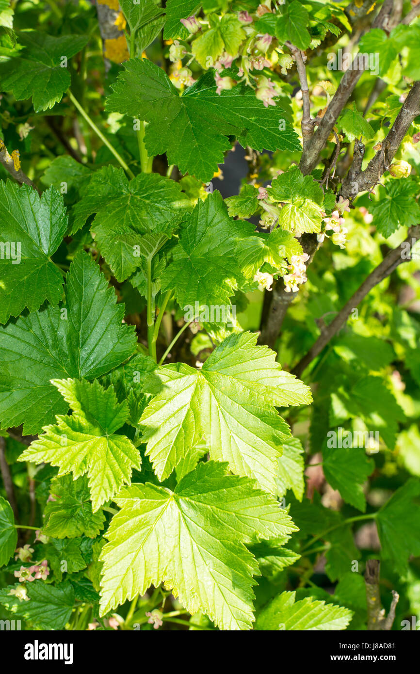 Currant branches with flowers and young leaves Stock Photo - Alamy
