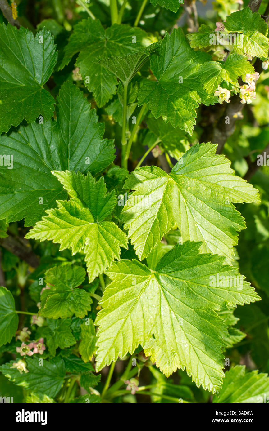 Currant branches with flowers and young leaves Stock Photo - Alamy