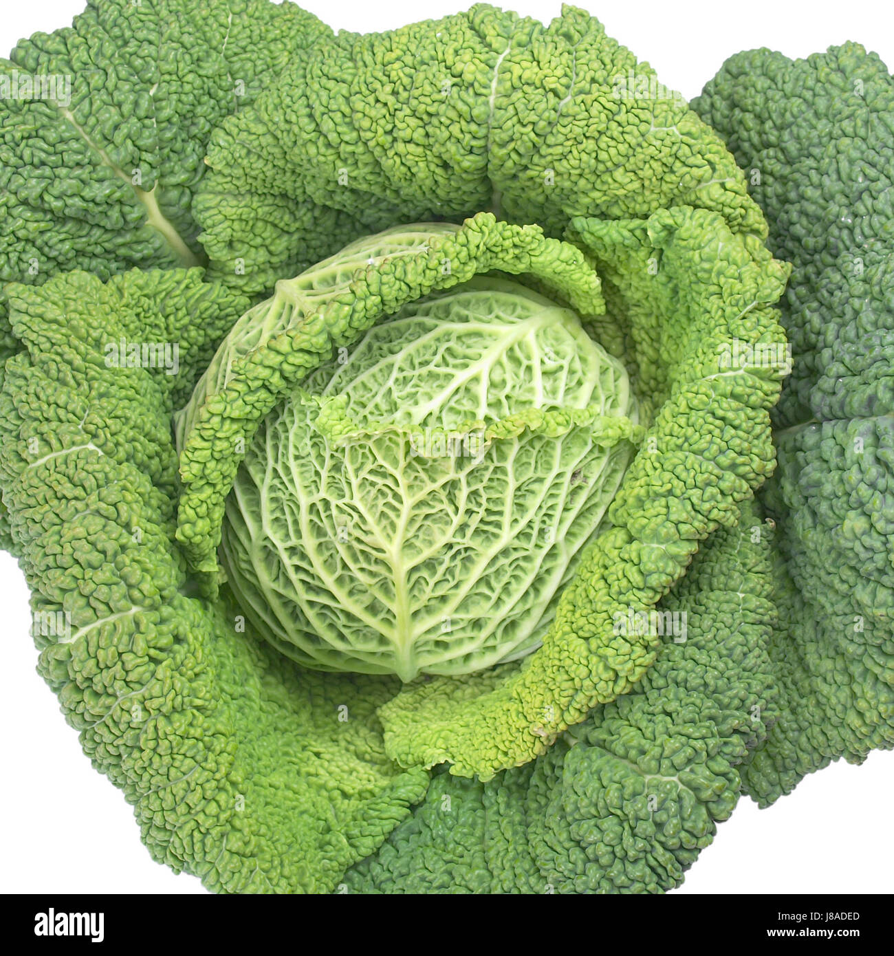 food, aliment, leaves, vegetable, cabbage, edible, leafy, nutrition ...