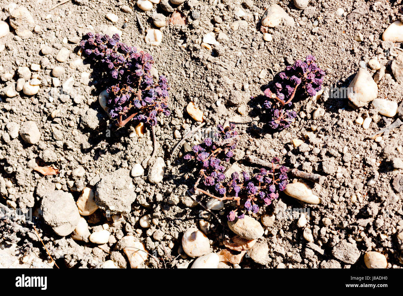 ground, soil, earth, humus, agriculture, farming, europe, harvest ...