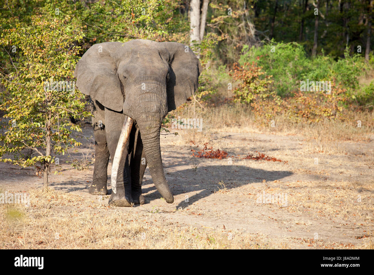 wild, africa, elephant, wildlife, African, safari, big, large, enormous ...