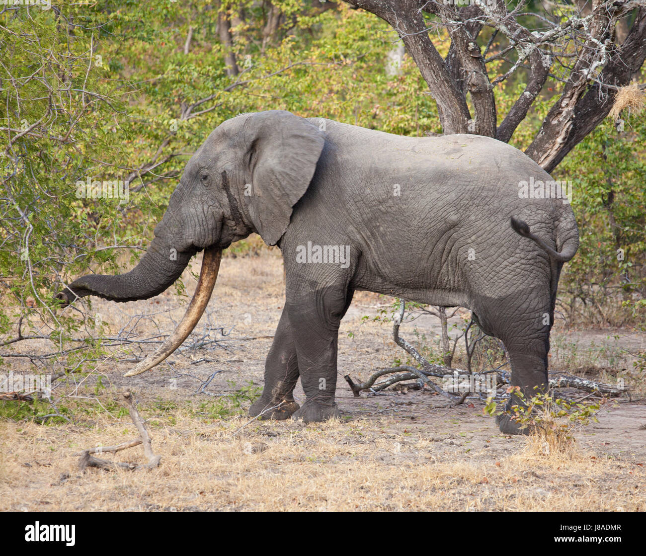 wild, africa, elephant, wildlife, African, safari, big, large, enormous ...