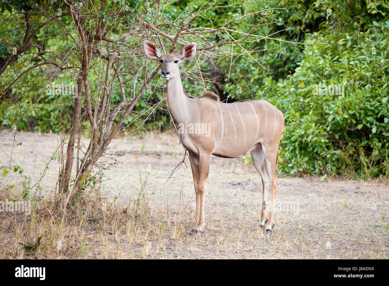 wild, africa, wildlife, safari, nature, game, tournament, play, playing ...