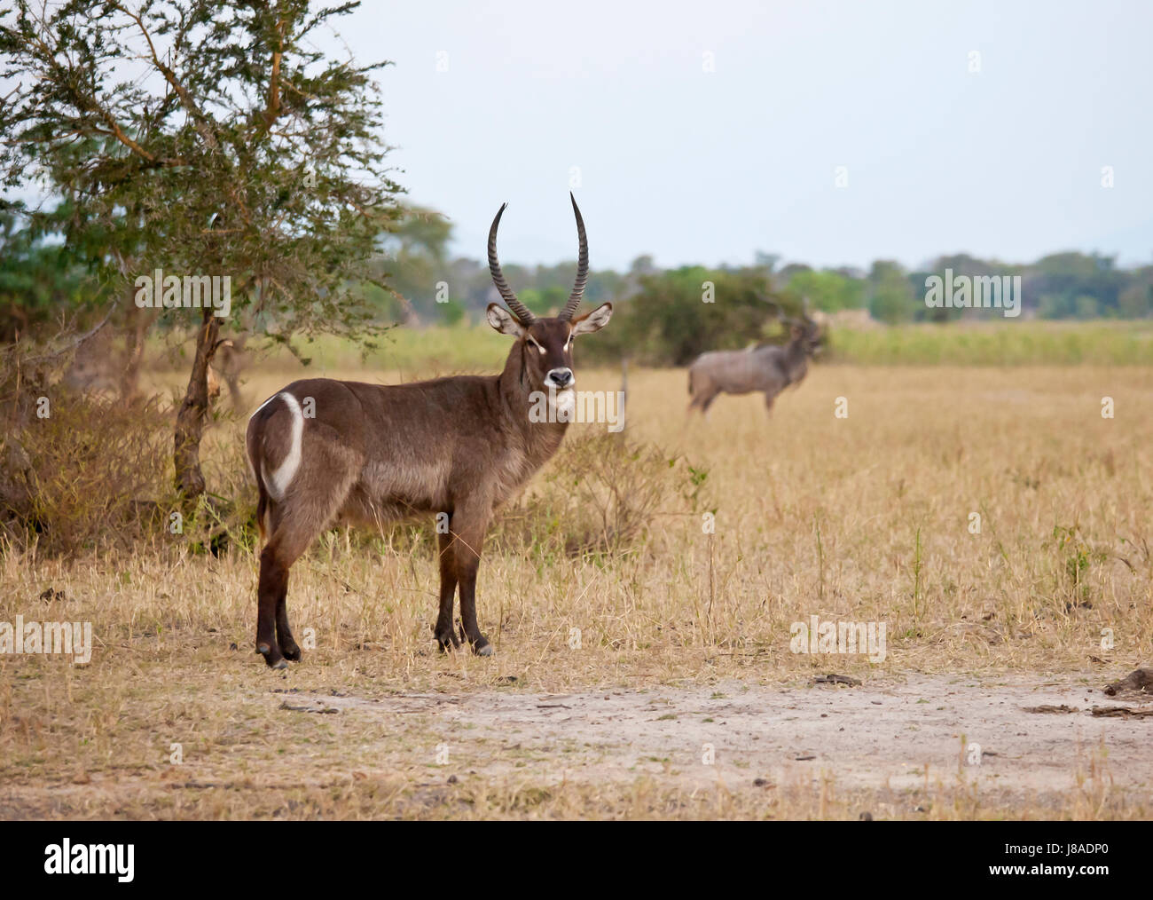 wild, africa, wildlife, safari, nature, game, tournament, play, playing ...