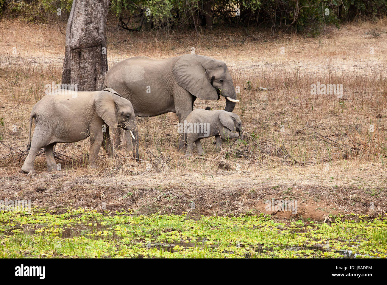 africa, mammals, wildlife, safari, nature, big, large, enormous ...