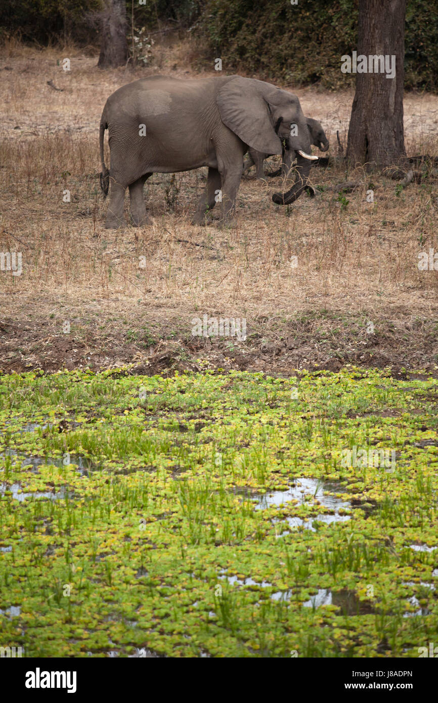 africa, mammals, wildlife, safari, nature, big, large, enormous ...