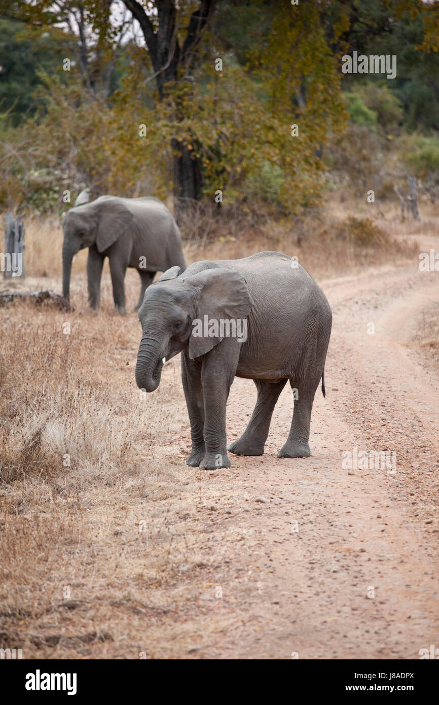 africa, mammals, wildlife, safari, nature, big, large, enormous ...