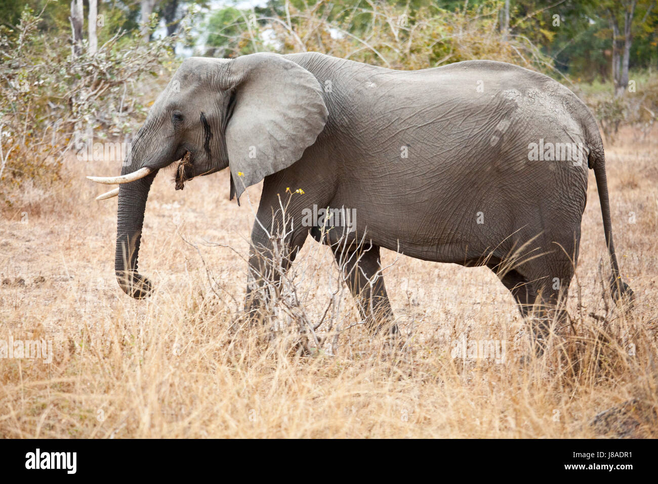 africa, mammals, wildlife, safari, nature, big, large, enormous ...