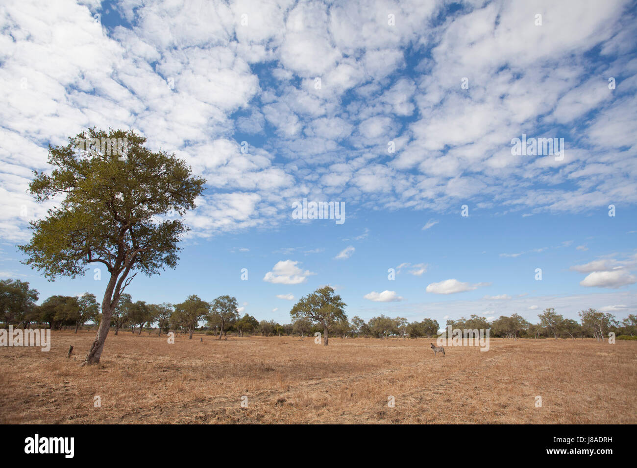 africa, safari, landscape, scenery, countryside, nature, road ...