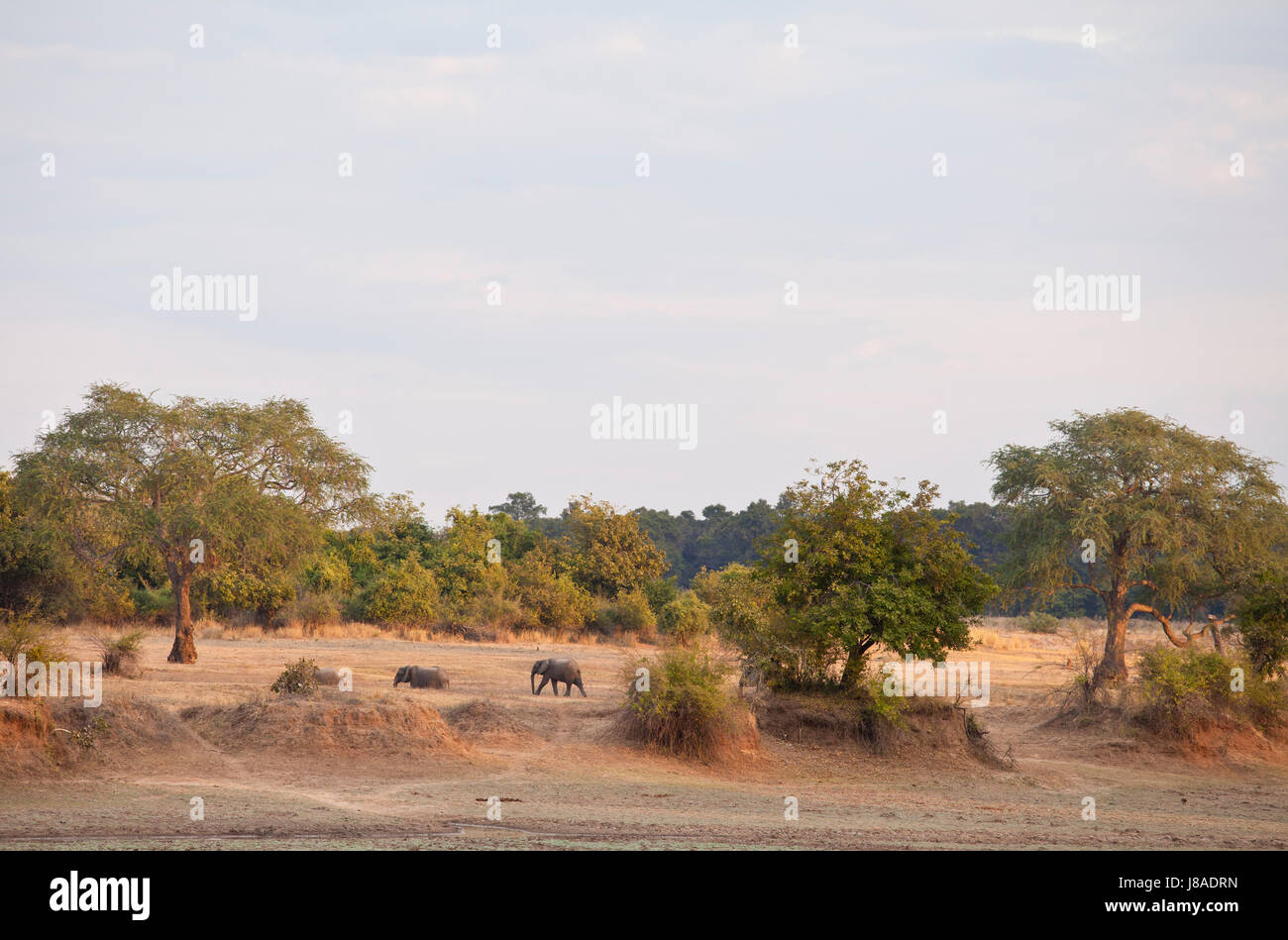 africa, mammals, wildlife, safari, nature, travel, big, large, enormous ...