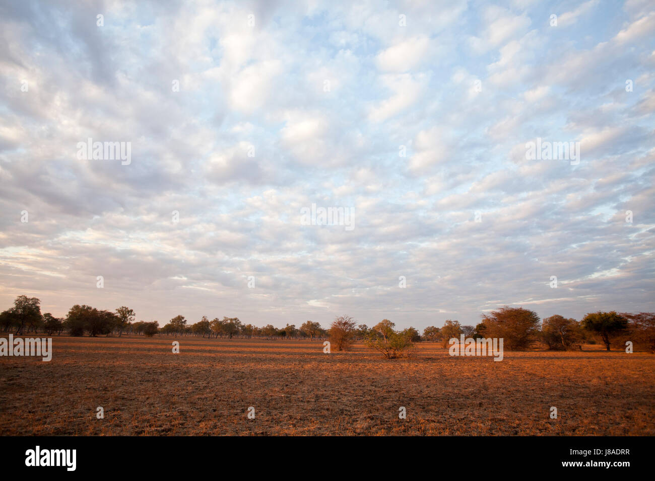africa, safari, landscape, scenery, countryside, nature, road ...