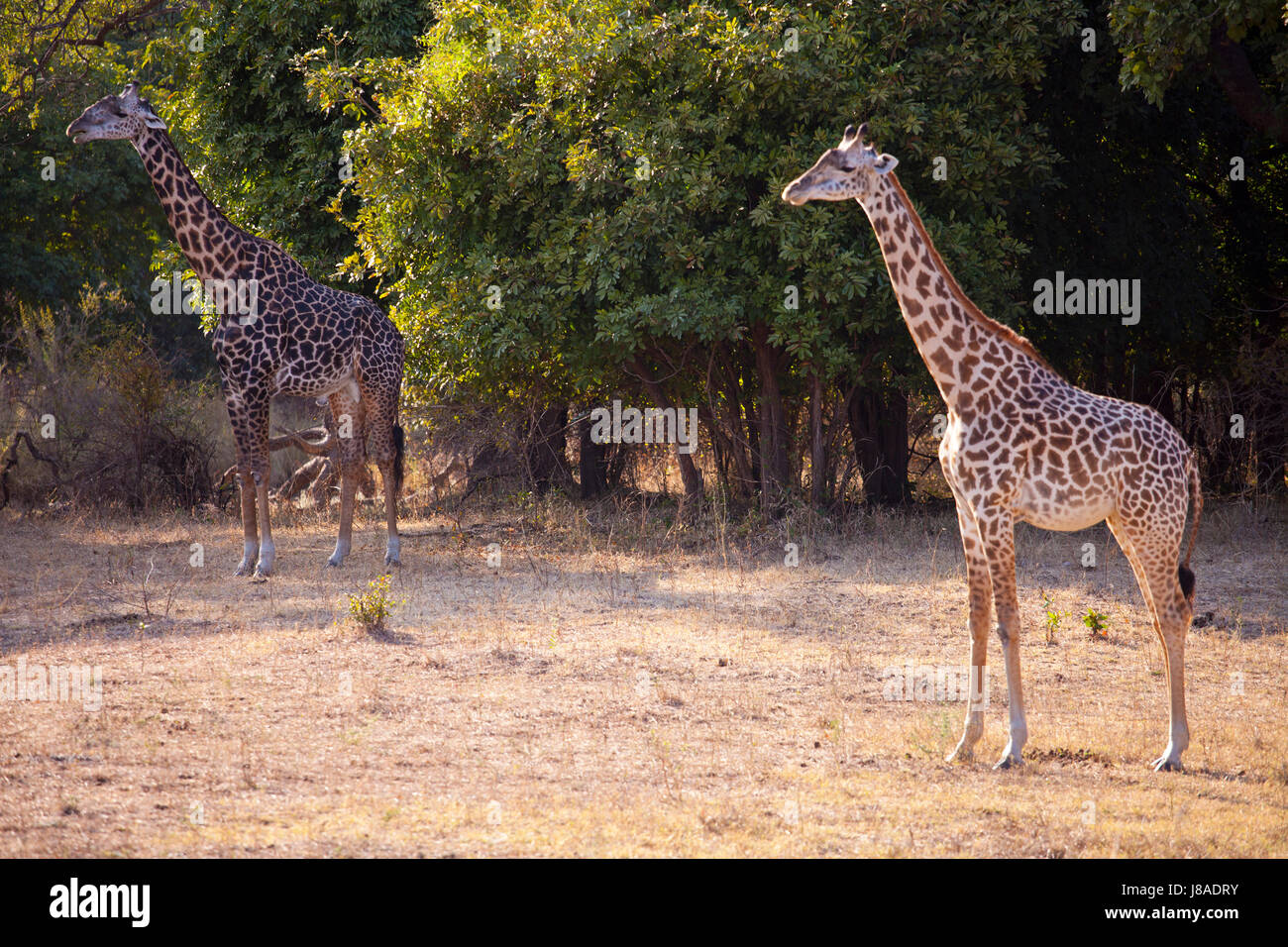 africa, mammals, wildlife, safari, nature, travel, big, large, enormous ...