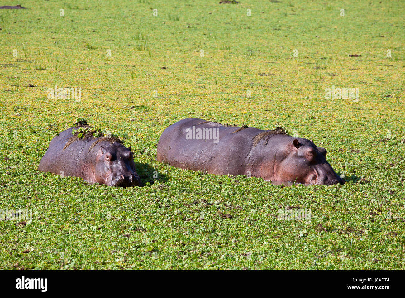 animal, africa, hippopotamus, hippo, big, large, enormous, extreme ...