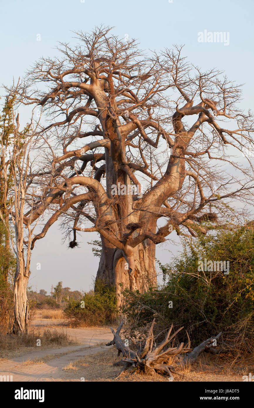 big, large, enormous, extreme, powerful, imposing, immense, relevant ...